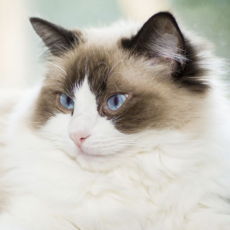 Somos Milolo, tienda online de comida natural para mascotas • MiLolo ...