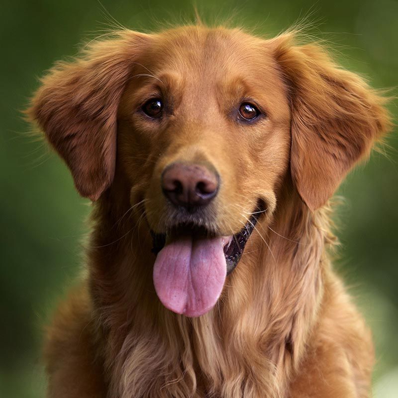 Somos Milolo, tienda online de comida natural para mascotas • MiLolo ...