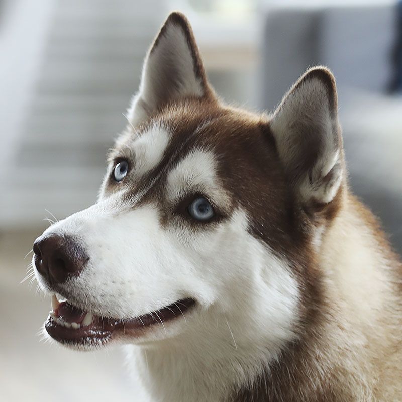 Somos Milolo, tienda online de comida natural para mascotas • MiLolo ...