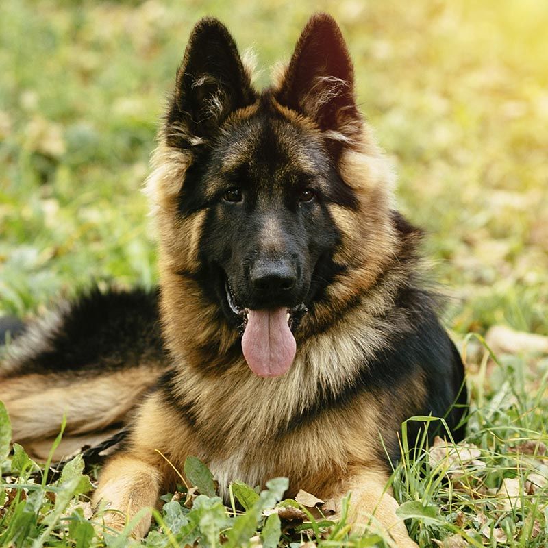 Somos Milolo, tienda online de comida natural para mascotas • MiLolo ...